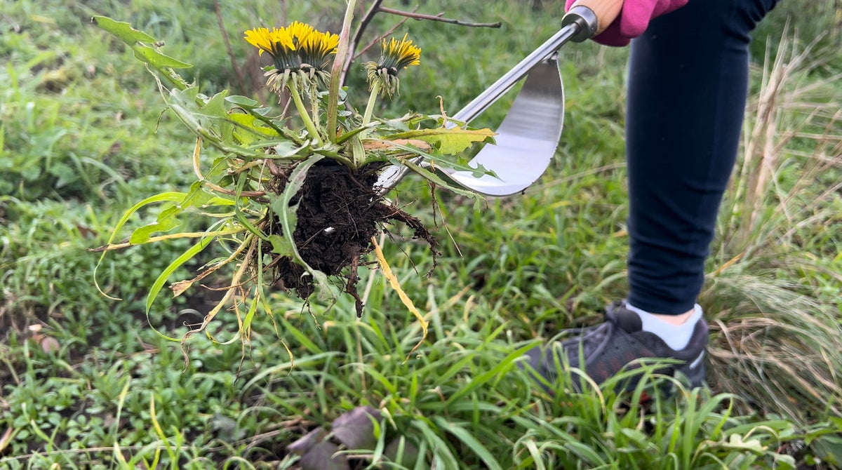 Grampa's Hand Weeder Tool - The Perfect Lightweight Easy To Use Weed P ...